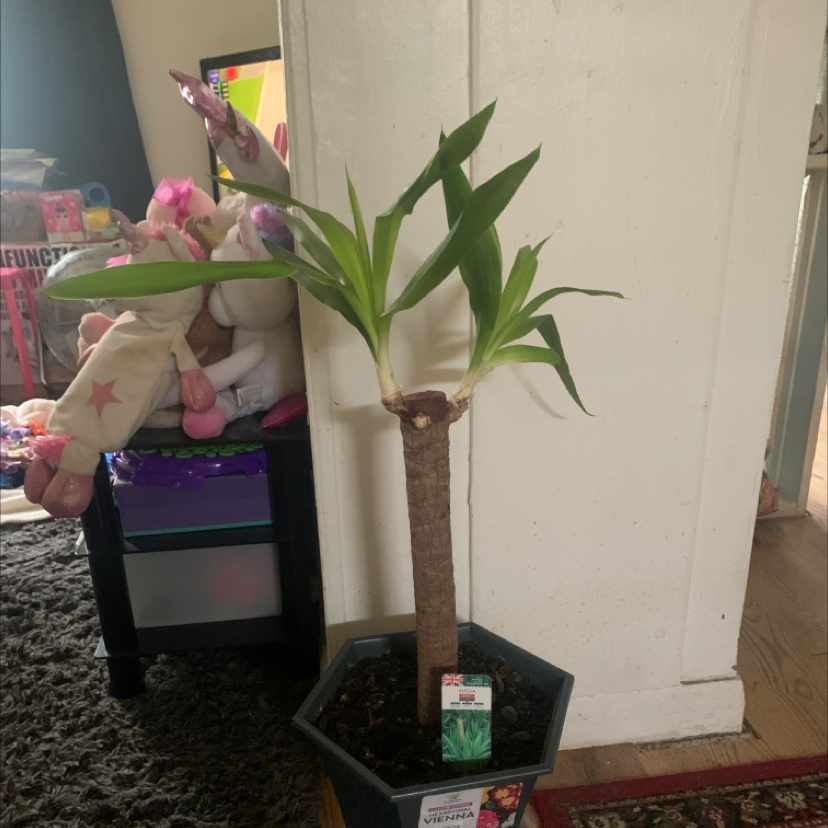 Blue-Stem Yucca Plant Care: Water, Light, Nutrients | Greg App 🌱