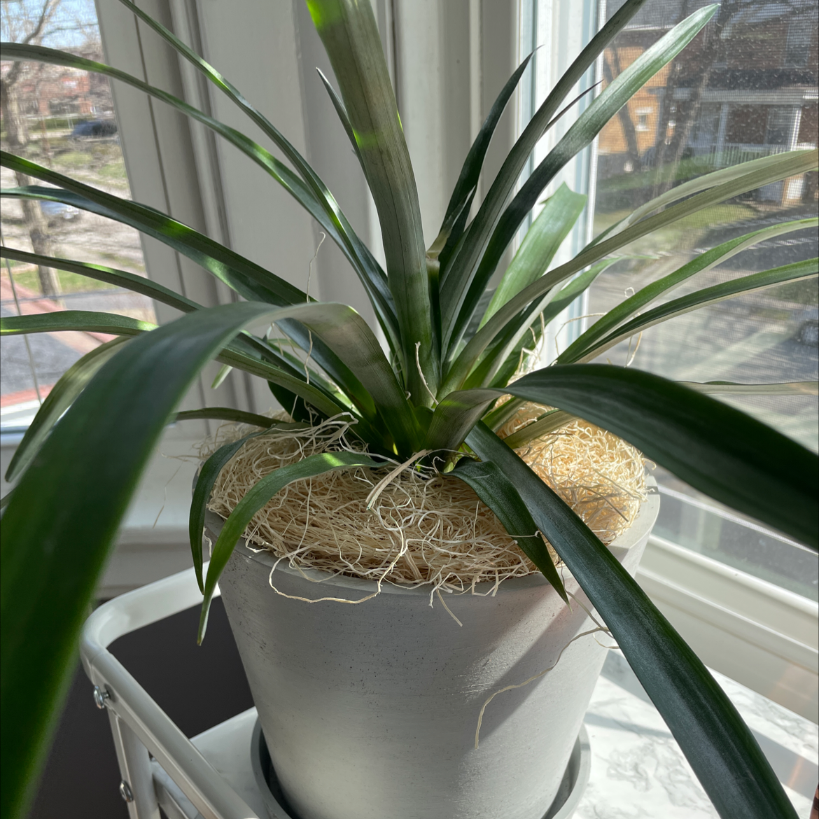 Propagating Pineapple: The Ultimate Guide 🍍