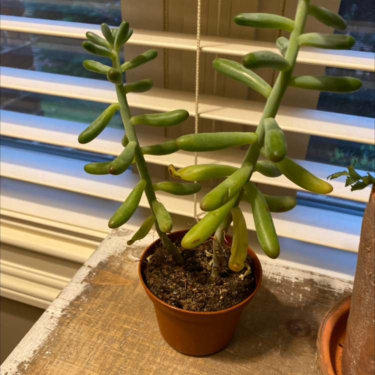 🌞 Is Direct Sunlight Good for My Sedum adolphi 'Sunset'?