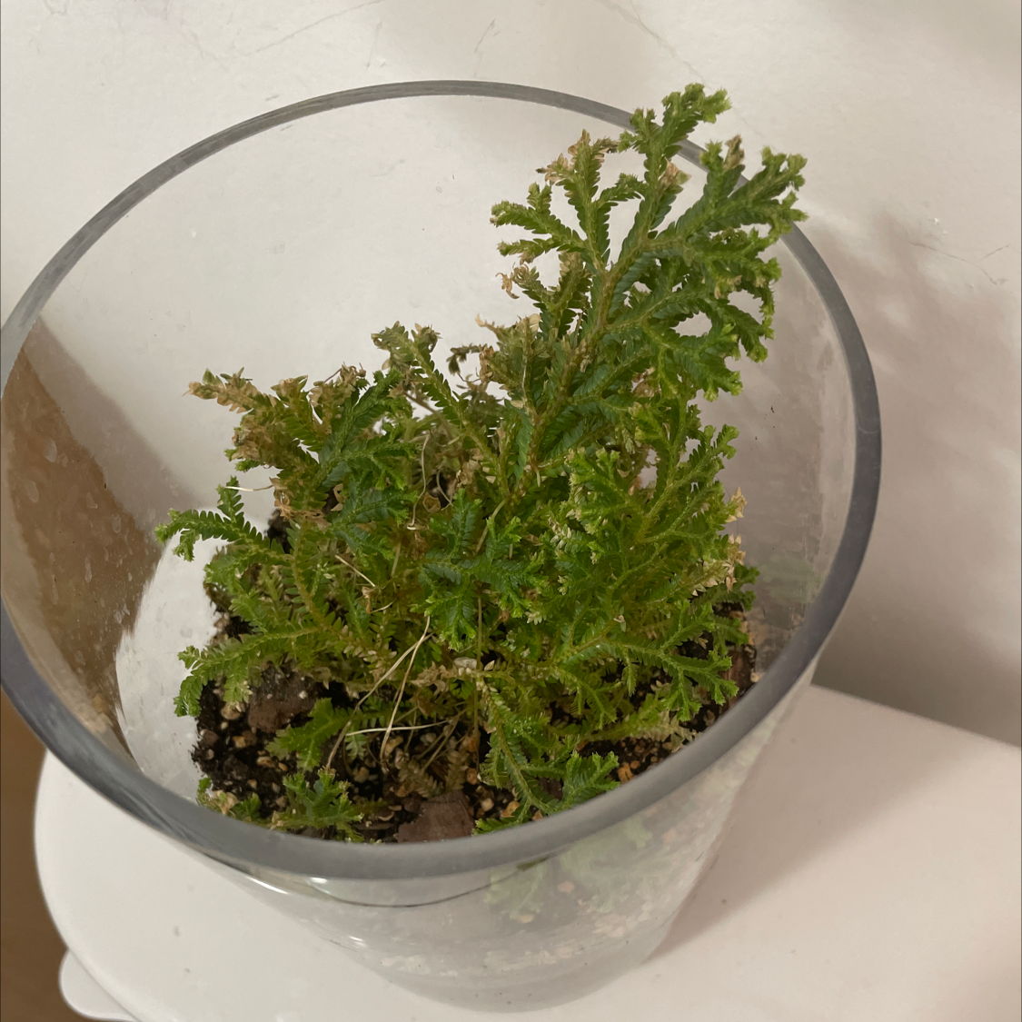 Why Are My Club Moss Leaves Curling?