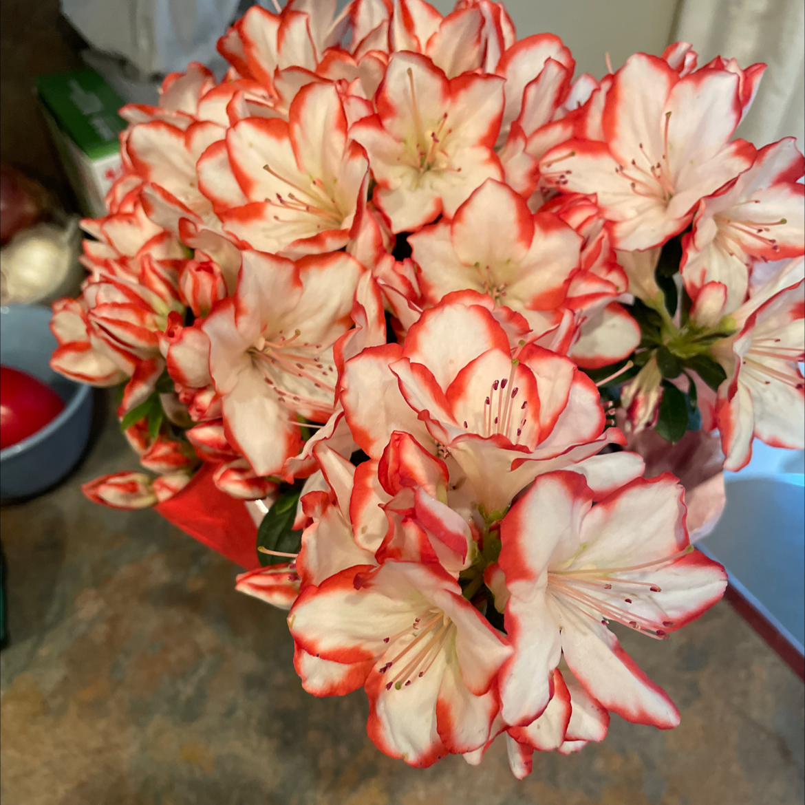 10 Advantages of Having a Satsuki