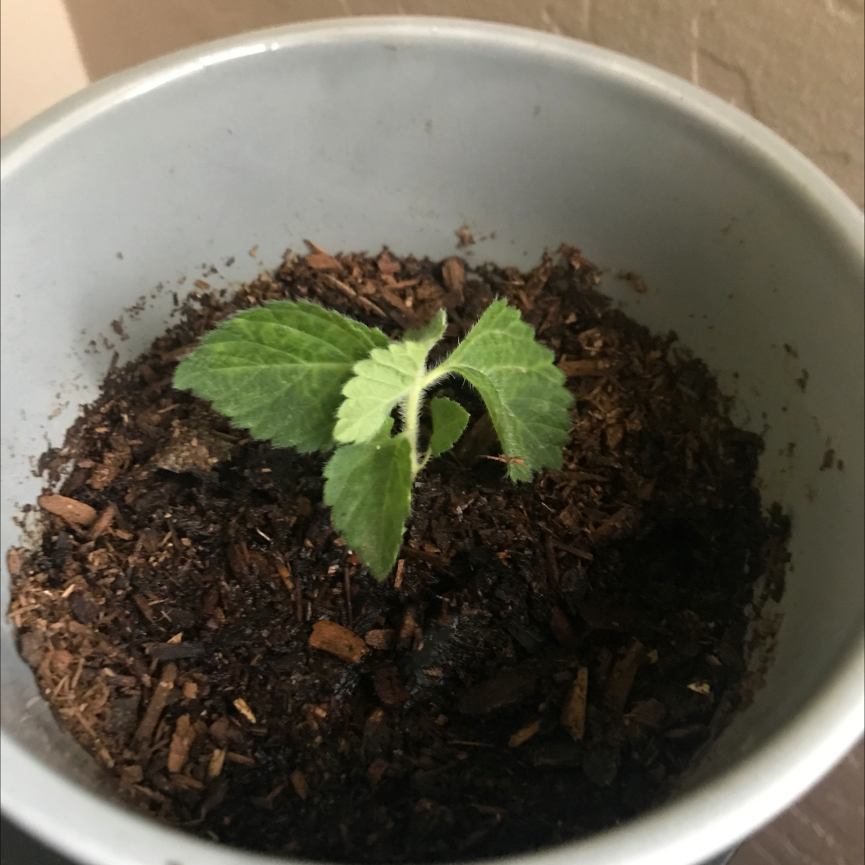 Propagating Yerba Buena: The Ultimate Guide