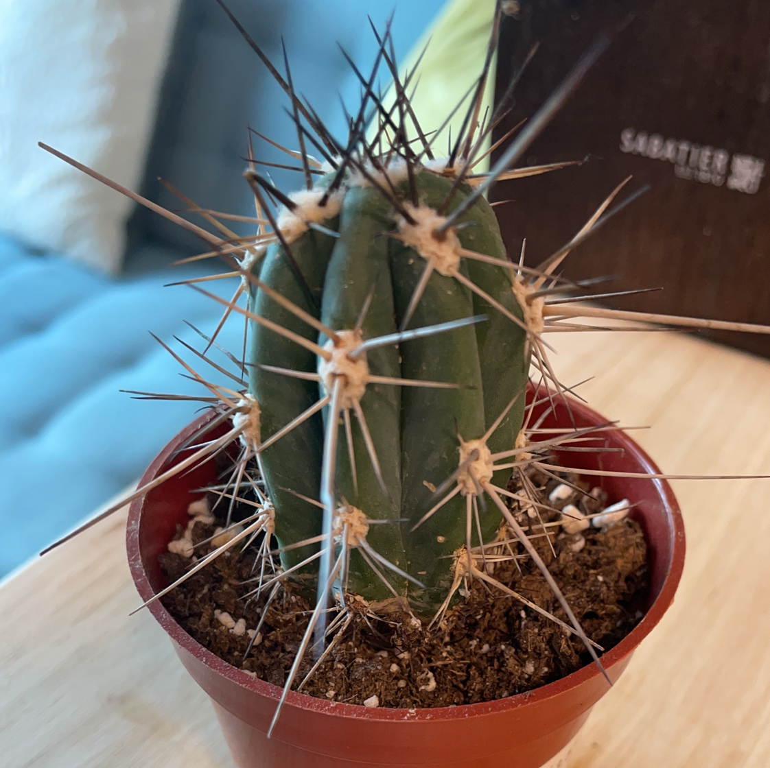 Toothpick Cactus Plant Care: Water, Light, Nutrients | Greg App 🌱