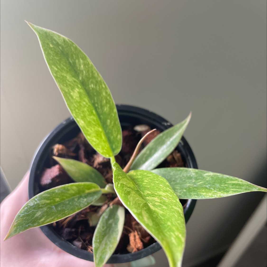 🔥 What Temperature Does My Philodendron 'Ring of Fire' Need?