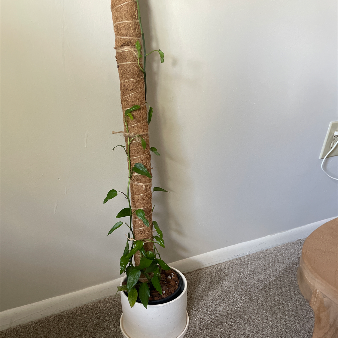 What Does It Mean When Skeleton Key Pothos Blooms?