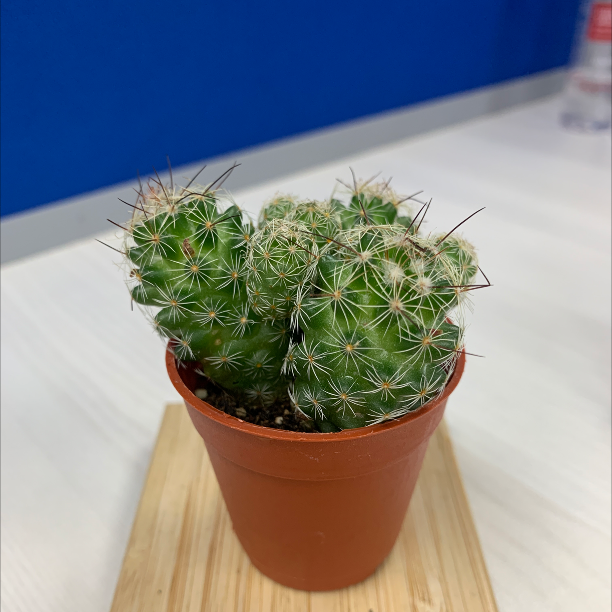 🌵 Propagating Missouri Foxtail Cactus: Step-by-Step Guide