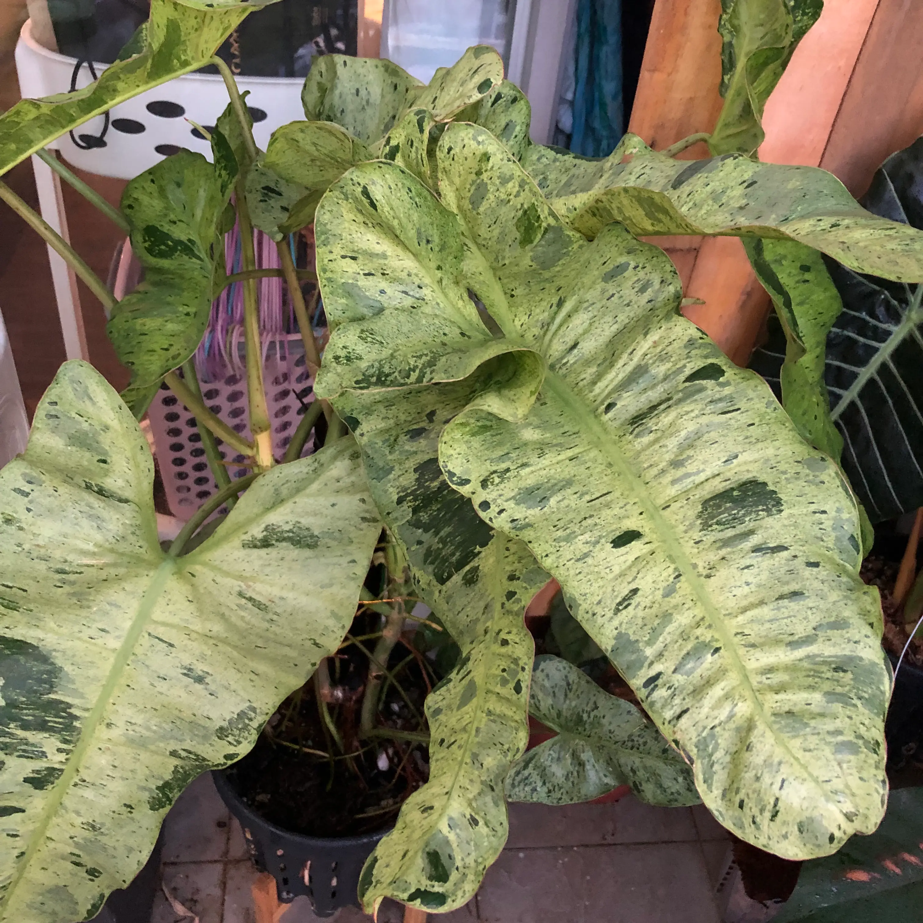 Philodendron Paraiso Verde | A plant by @Sumisora on Greg