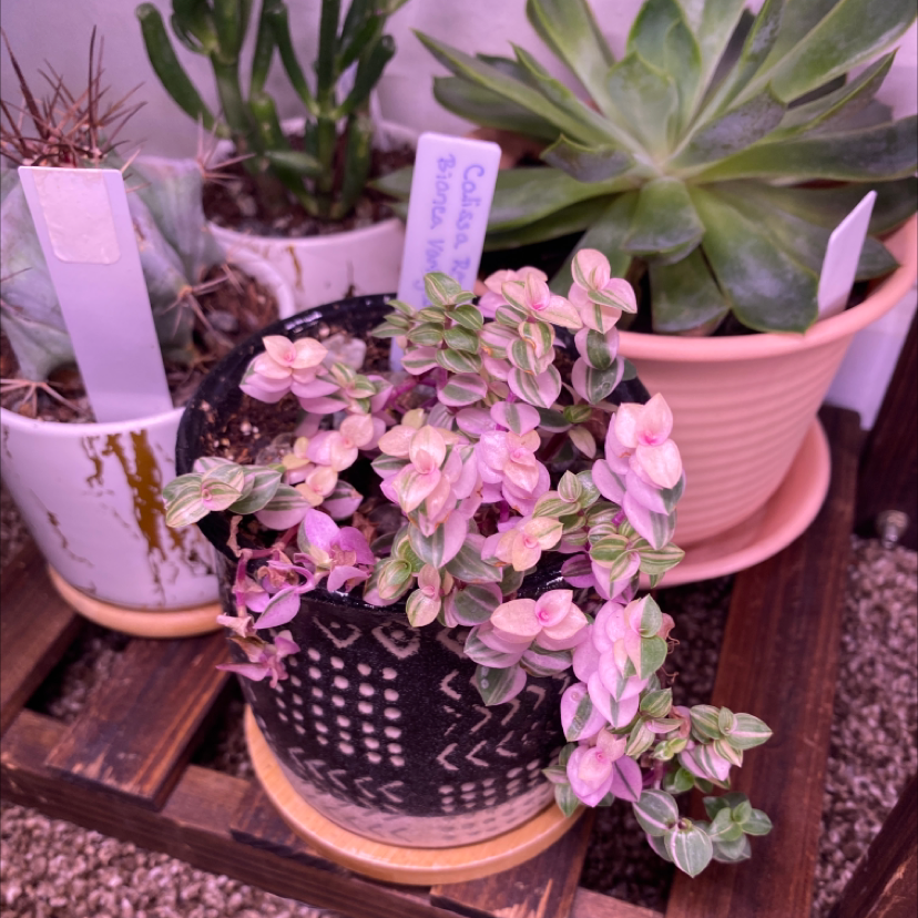 The Complete Calissa repens 'Bianca Variegata' Plant Care Guide: Water ...