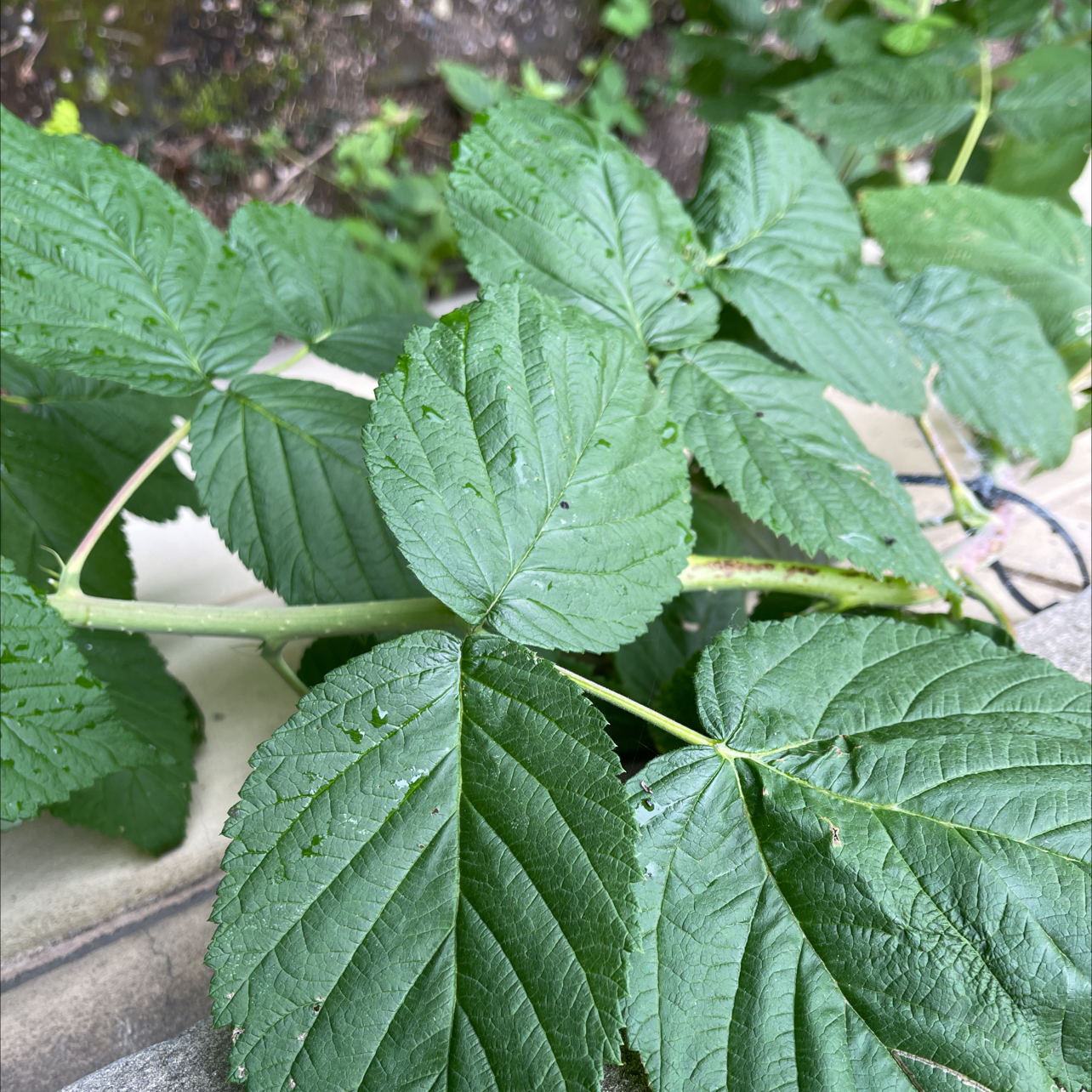 Why Are My European Red Raspberry Leaves Mushy? 🍇