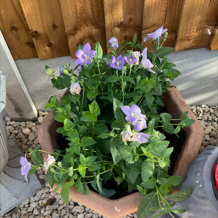 🎈 What Do Balloon-Flower Flowers Mean?