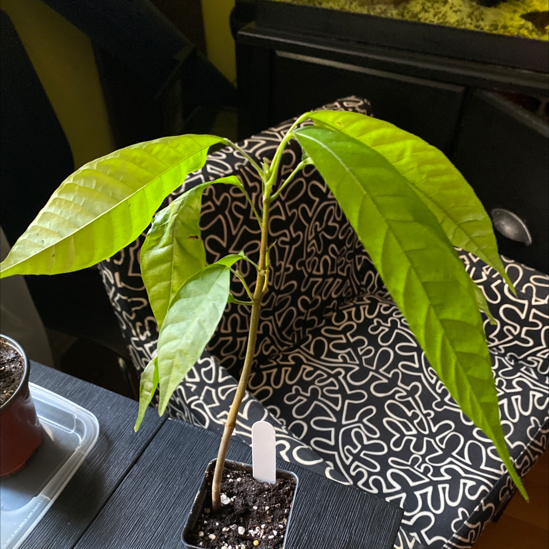Propagating Cacao Tree: Step-by-Step Guide
