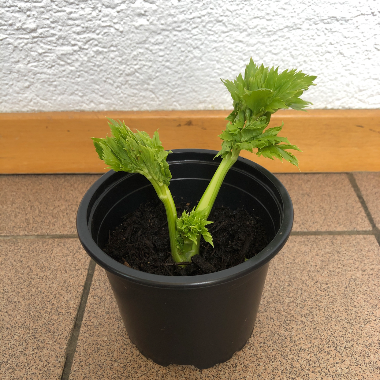 Why Are There Brown Spots on My Celery?