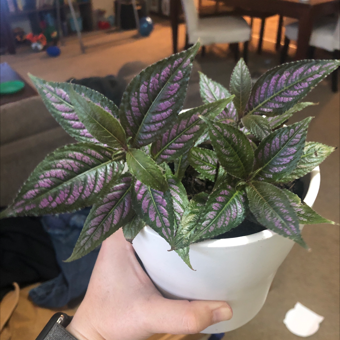 Why Are My Persian Shield Leaves Turning Yellow?