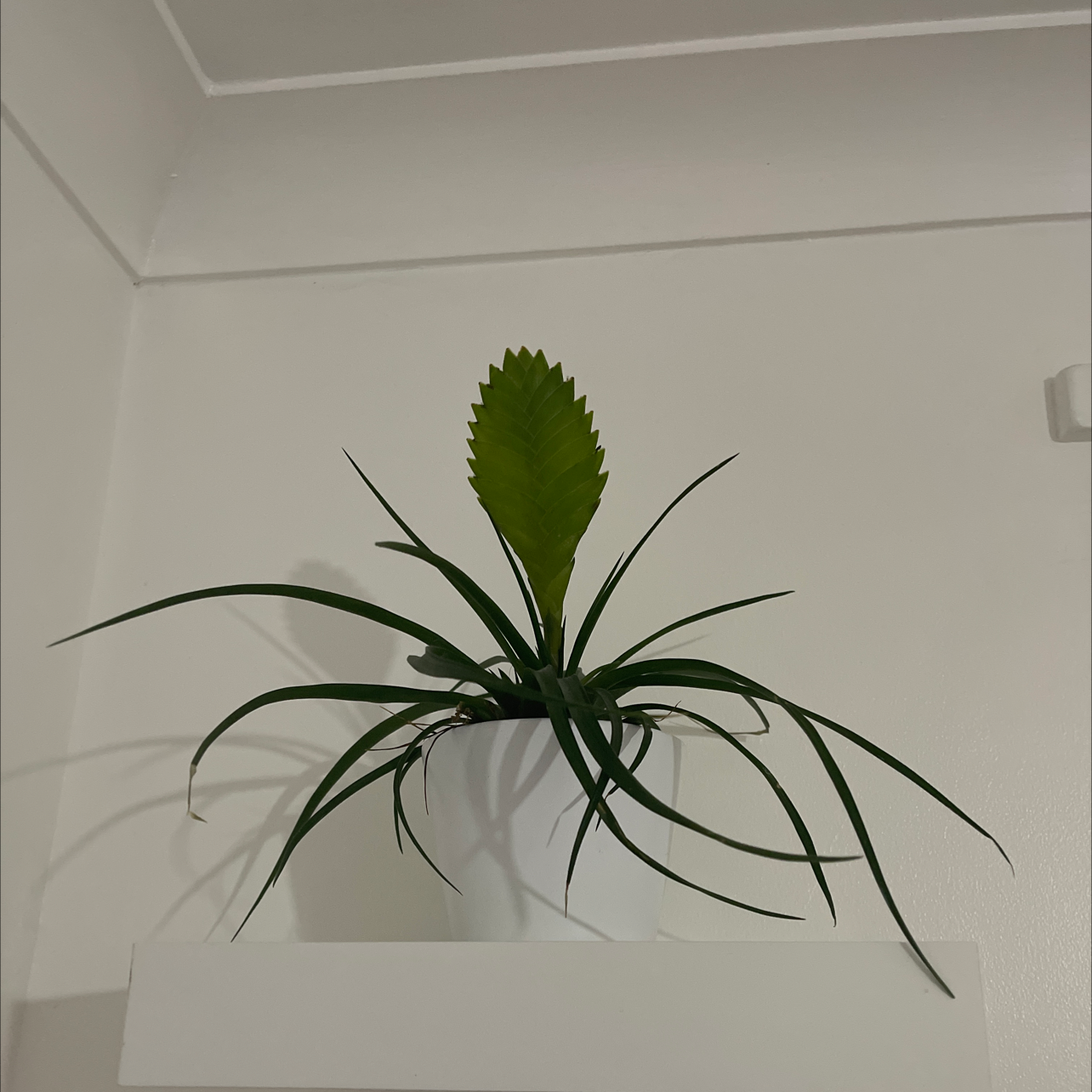 Why Are My Pink Quill Leaves Falling Over?