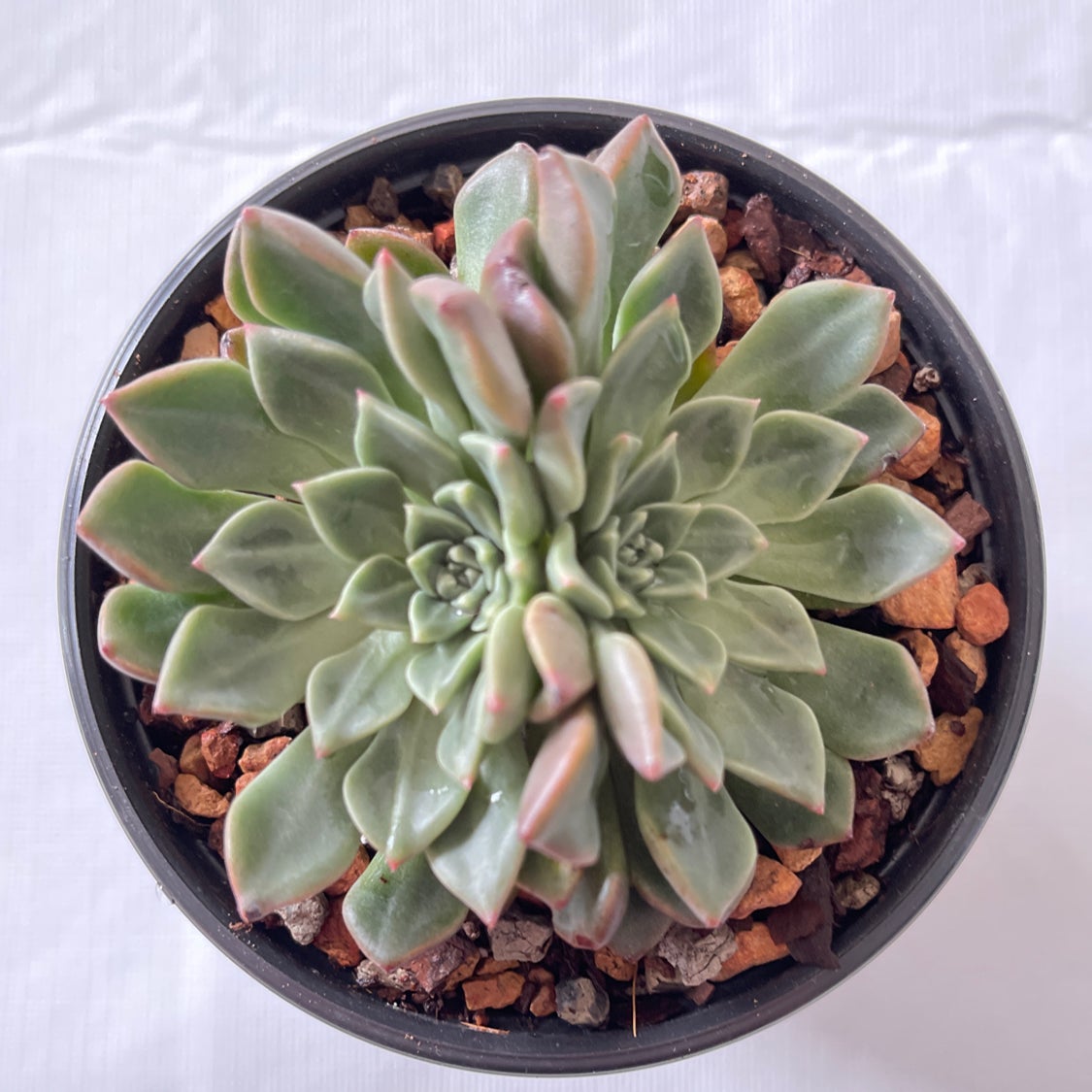 Common Taciveria 'Tasha' Problems