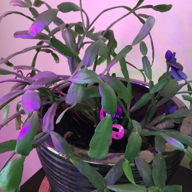 🥚 Why Are My Easter Cactus Leaves Curling?