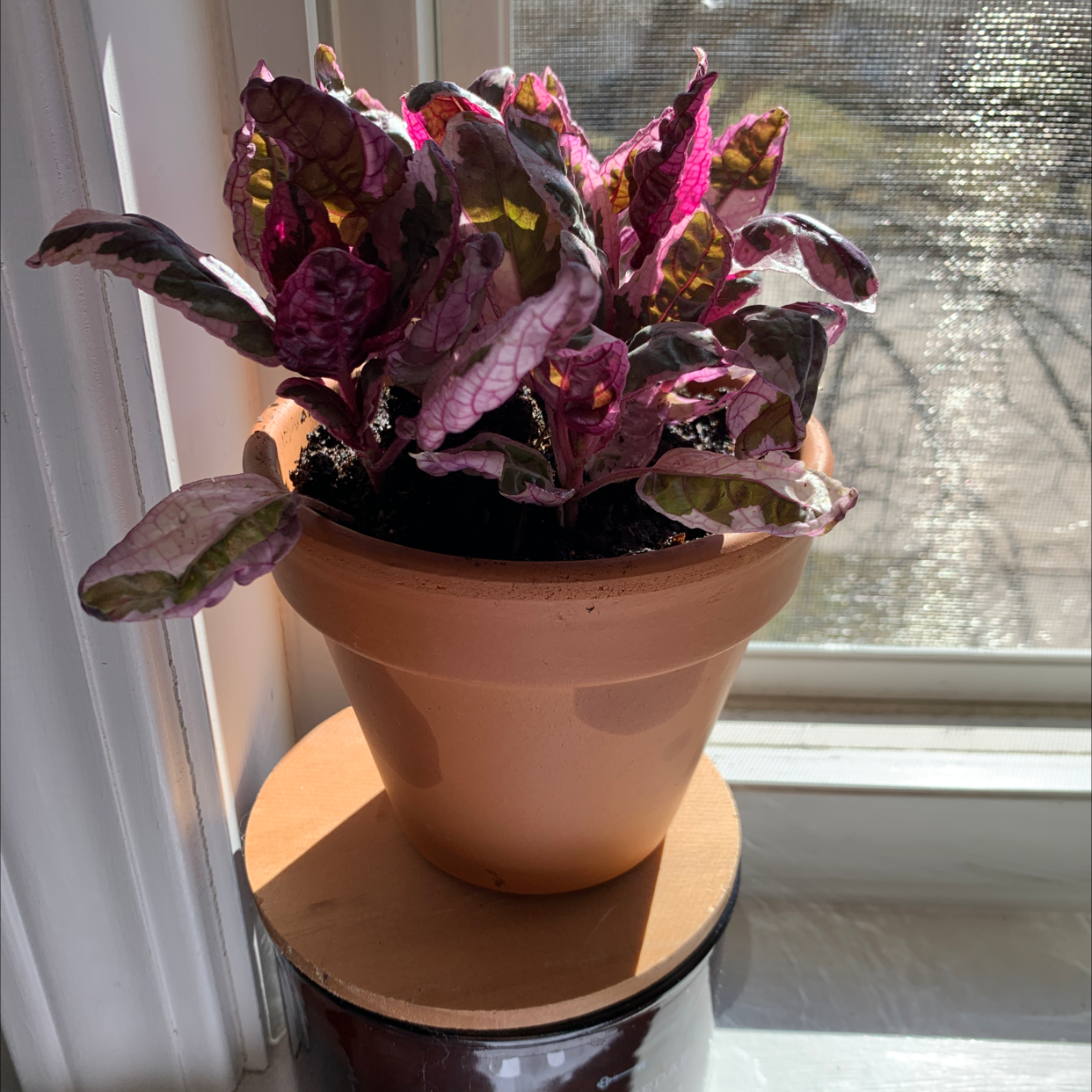 How Do I Propagate My Waffle Plant?