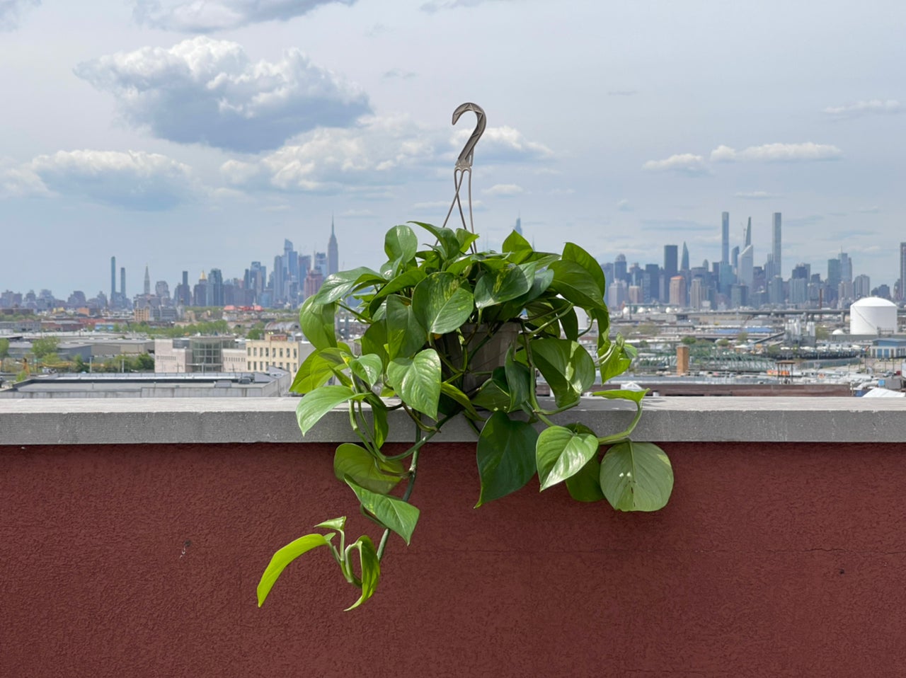 How to Propagate Your Hawaiian Pothos