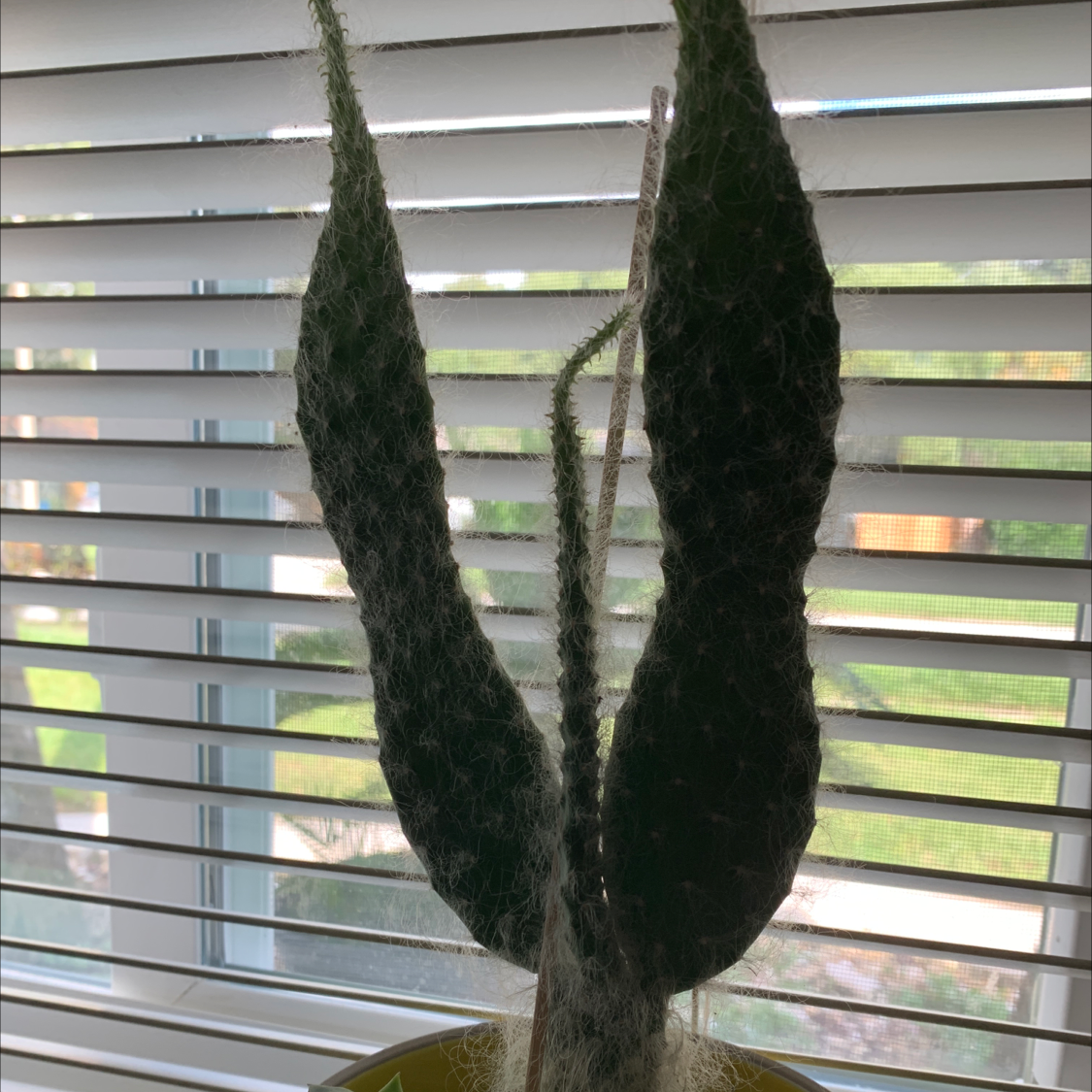 🌵 How and When Should I Cut Back My Snow Prickly Pear?