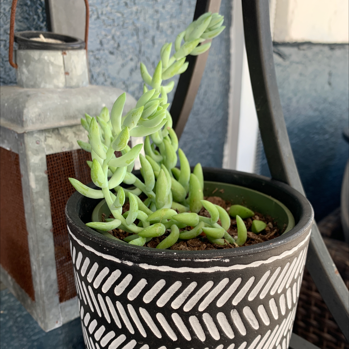 Why Are There Brown Spots on My Donkey Tail?