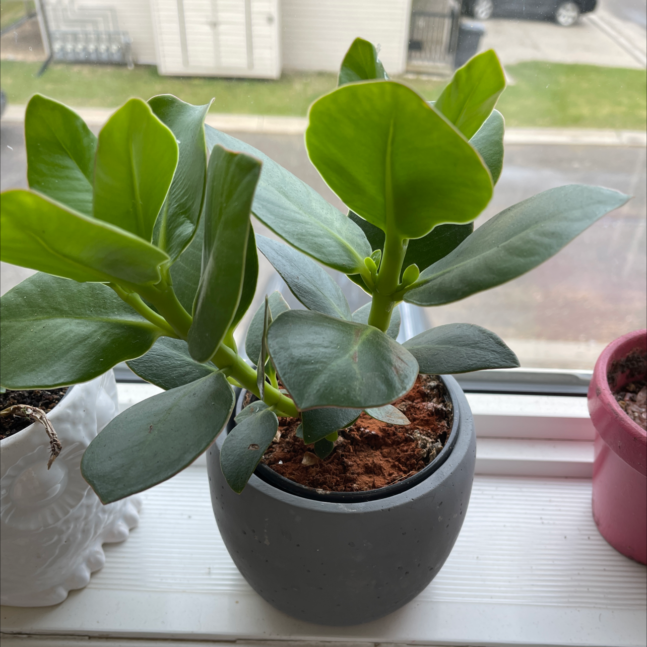 How Much Humidity Does My Dwarf Clusia Need?