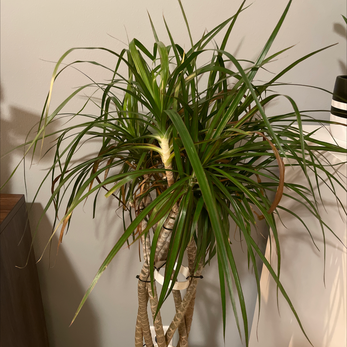 Why Are There Brown Spots on My Open Weave Dragon Tree?