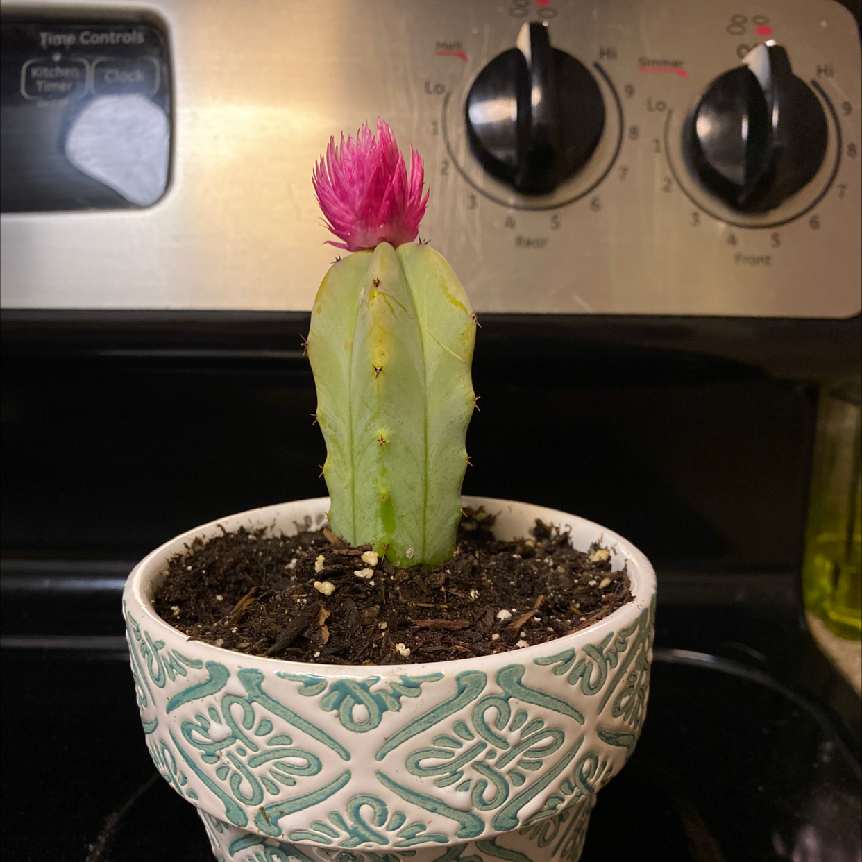 10 Advantages of Having a Blue Myrtle Cactus