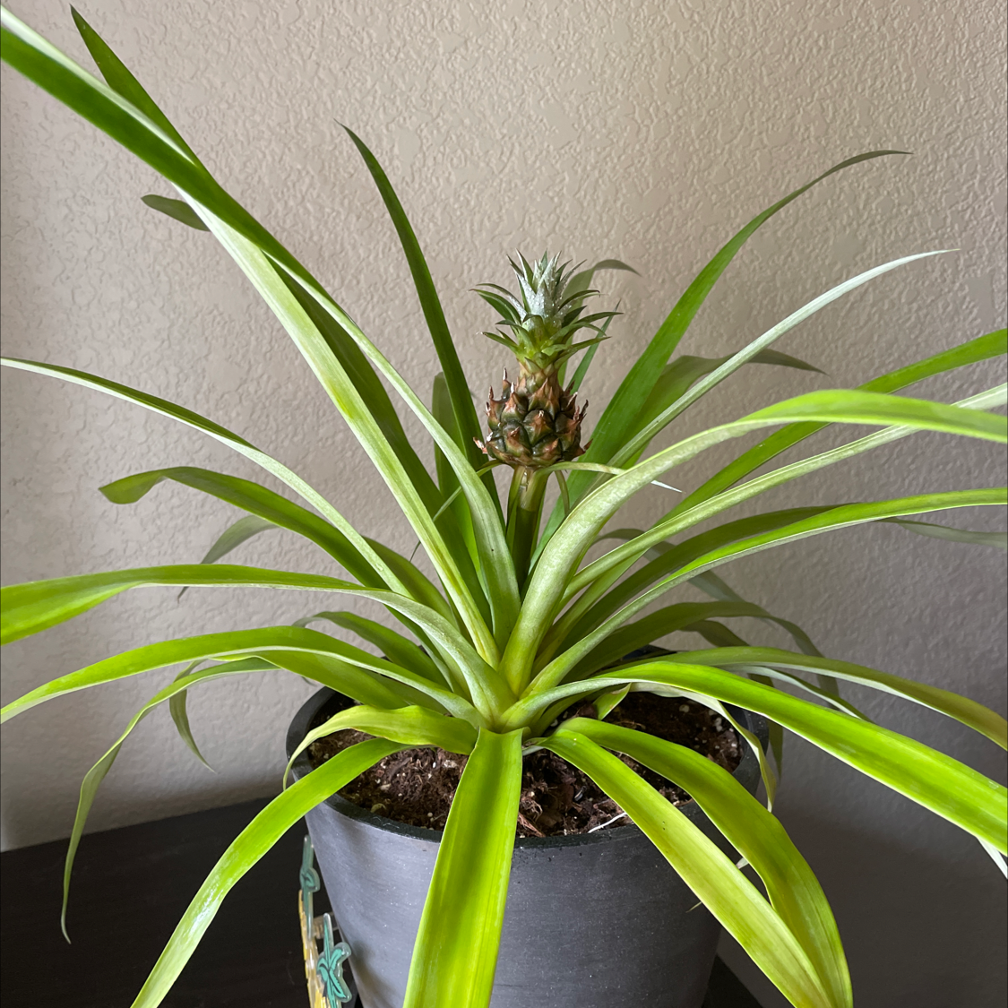 How To Get A Pineapple To Bloom 🍍