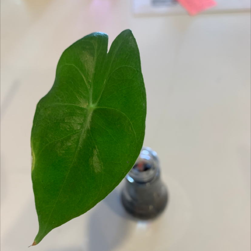 Year-Round Light Requirements For My Alocasia Pink Dragon