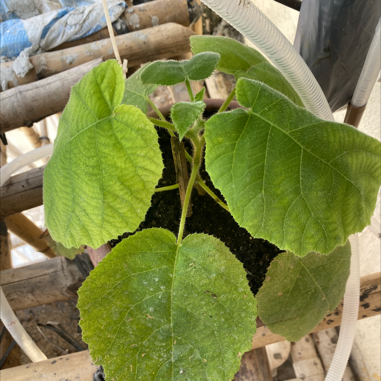 Empress Tree Is Not Toxic To Humans