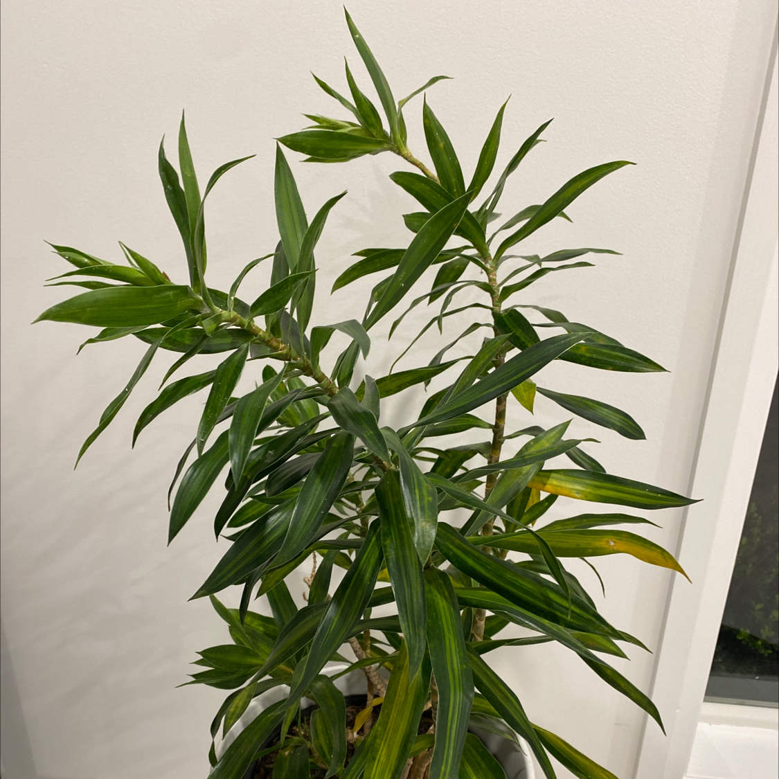 Dracaena Reflexa Pleomele