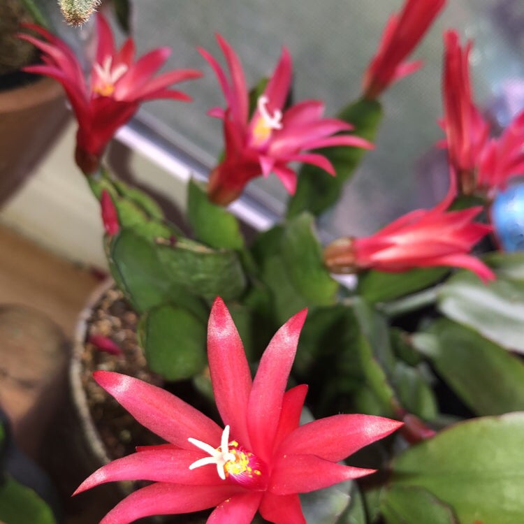 🥚 Why Are My Easter Cactus Leaves Curling?