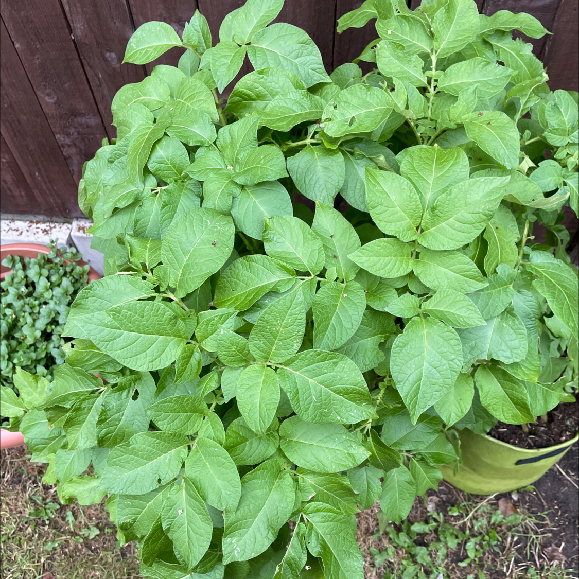 🥔 How Do I Know When My Potato Needs Water?