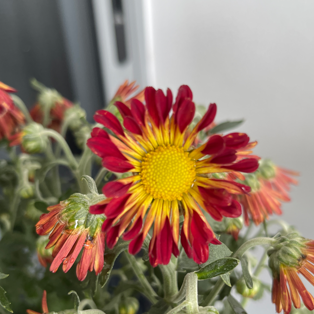 🌞 Is Direct Sunlight Good for My Giant Crego Aster?