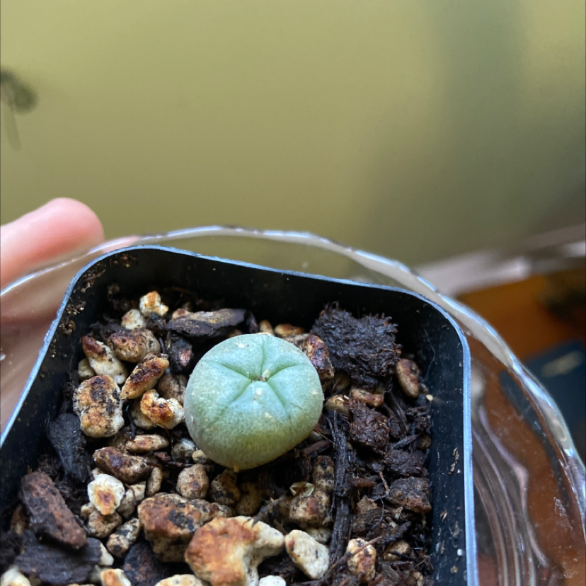 What Are The Bugs on My Peyote? 🐞