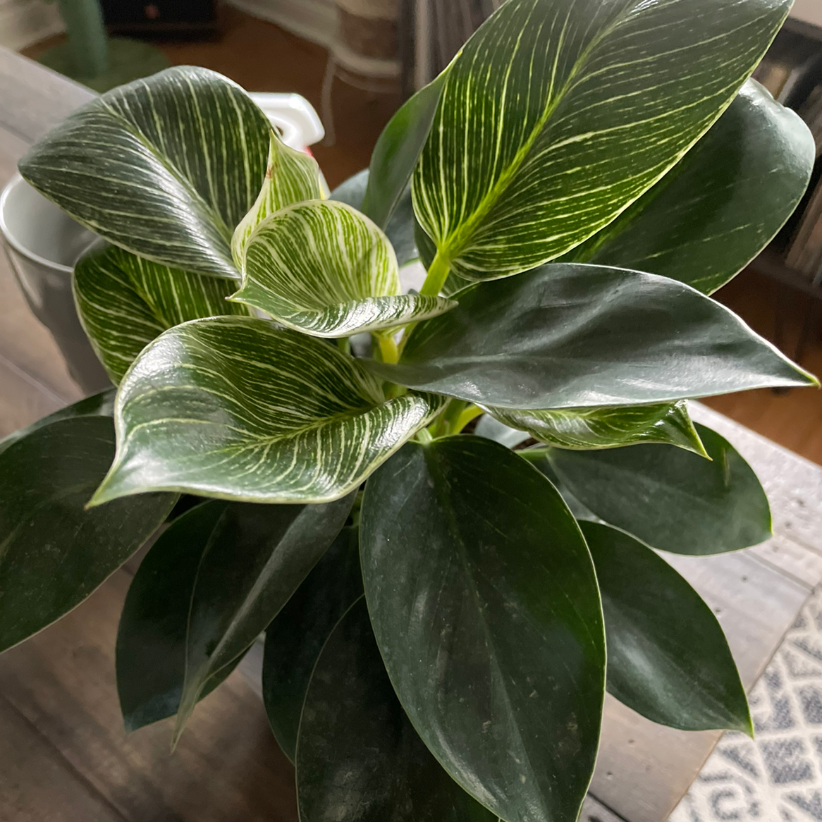 What Are The Bugs on My Canna Lily? 🐛