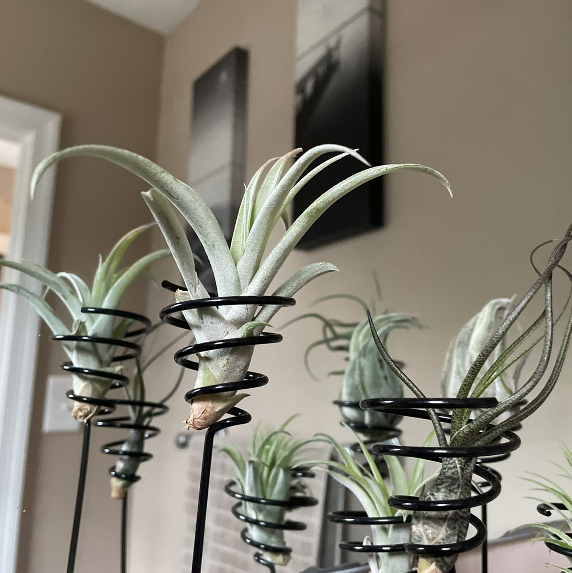 10 Advantages of Having a Tillandsia stellifera