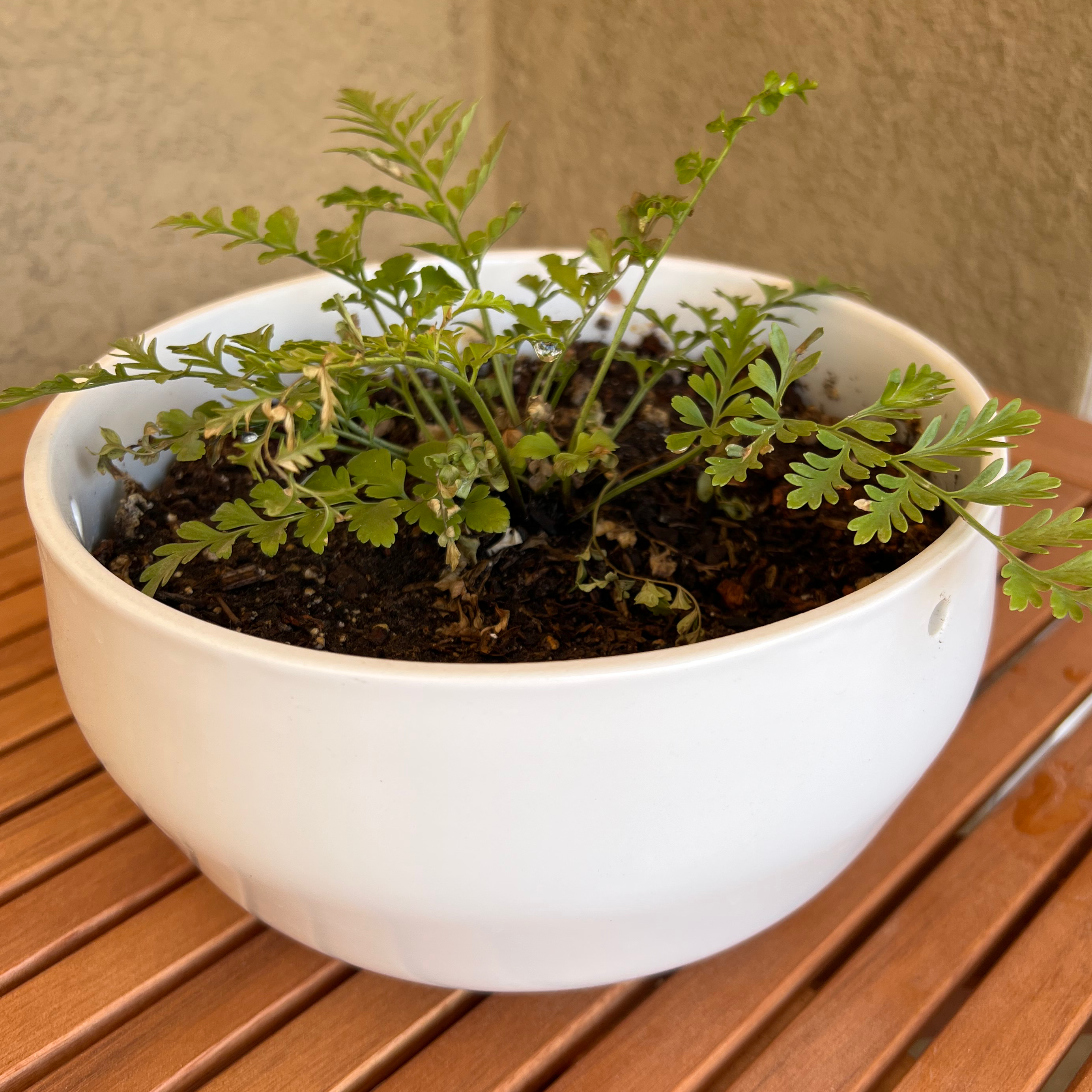 🐛 What To Do About Bugs on My Austral Gem Fern?