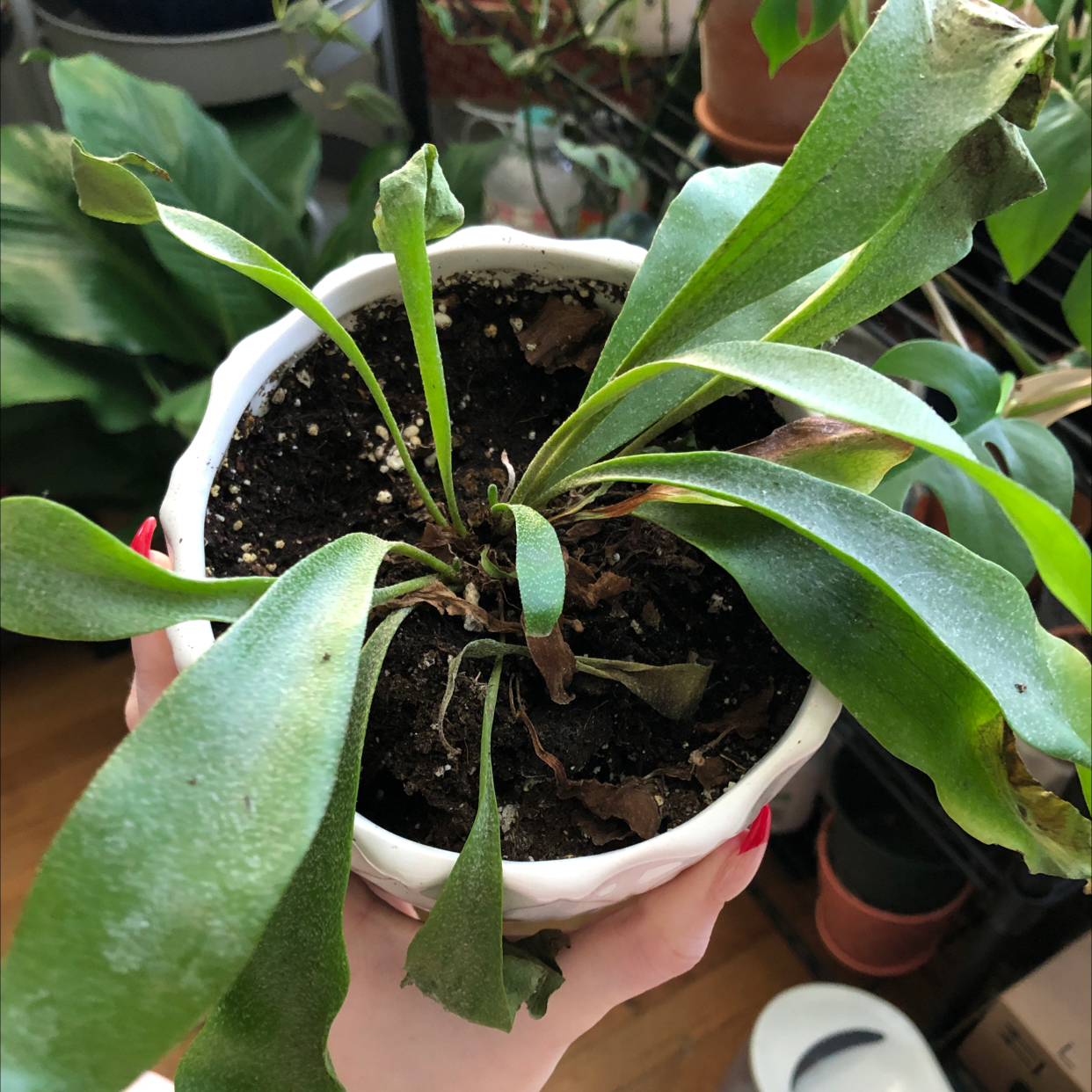 How Can You Tell If A Staghorn Fern Is Dying?