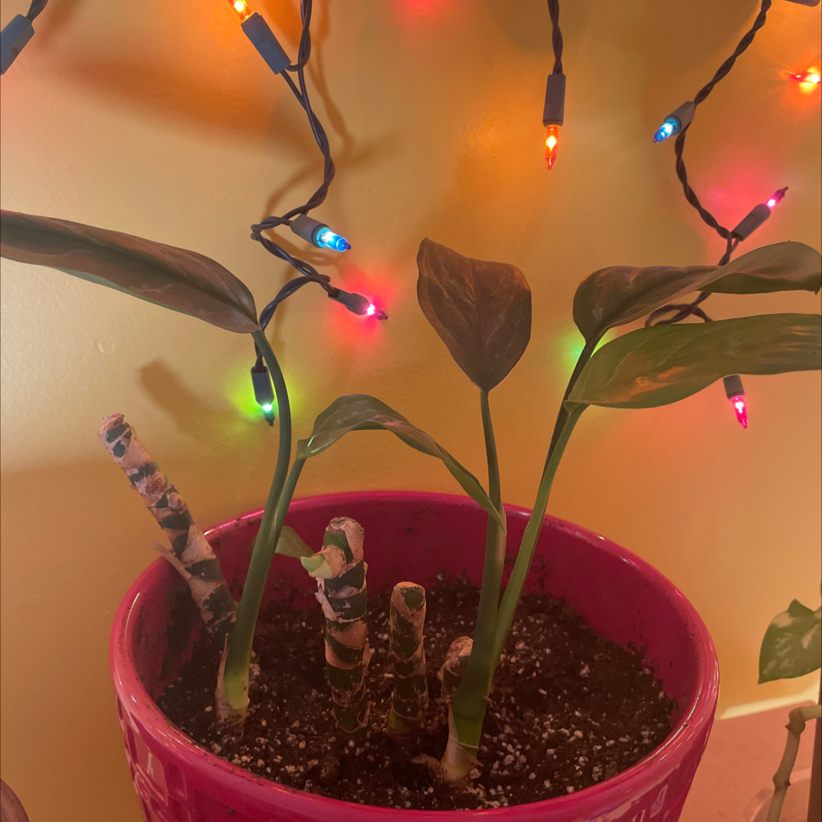 immortal plant | A plant by Agnes on Greg