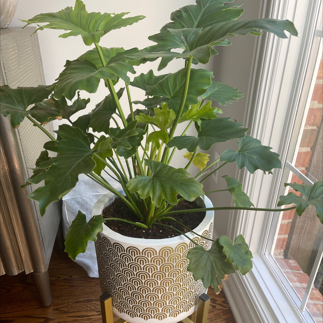 Soil Recommendations for Philodendron 'Hope'