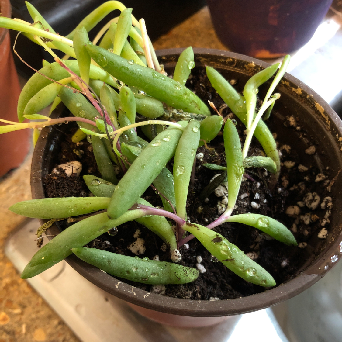 How Frequently Should I Water My String of Pickles?