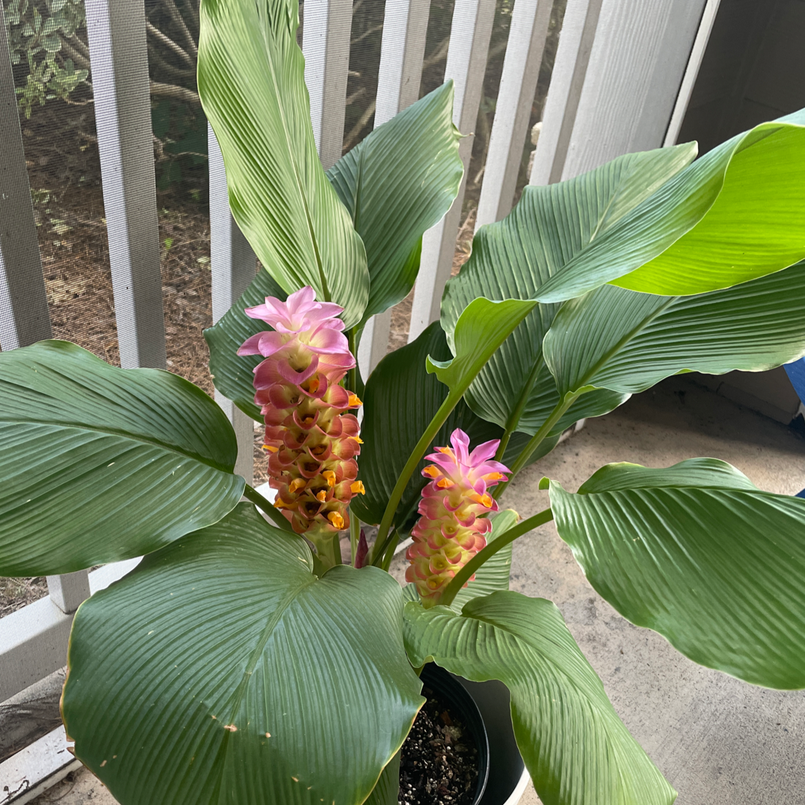 Red Ginger Plant Care: Water, Light, Nutrients | Greg App 🌱