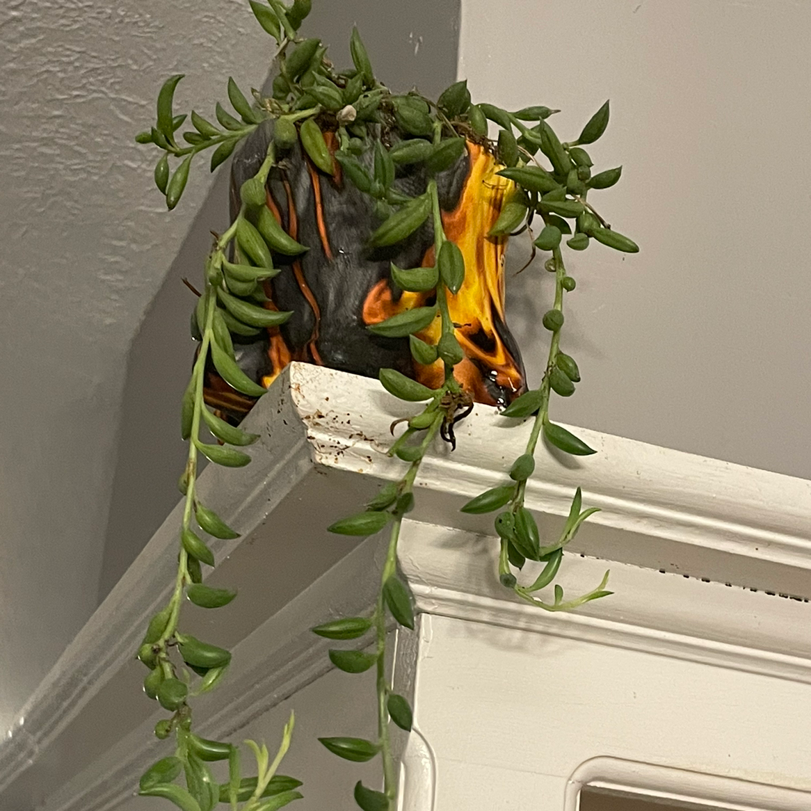 Propagating String Of Bananas 🍌: The Ultimate Guide