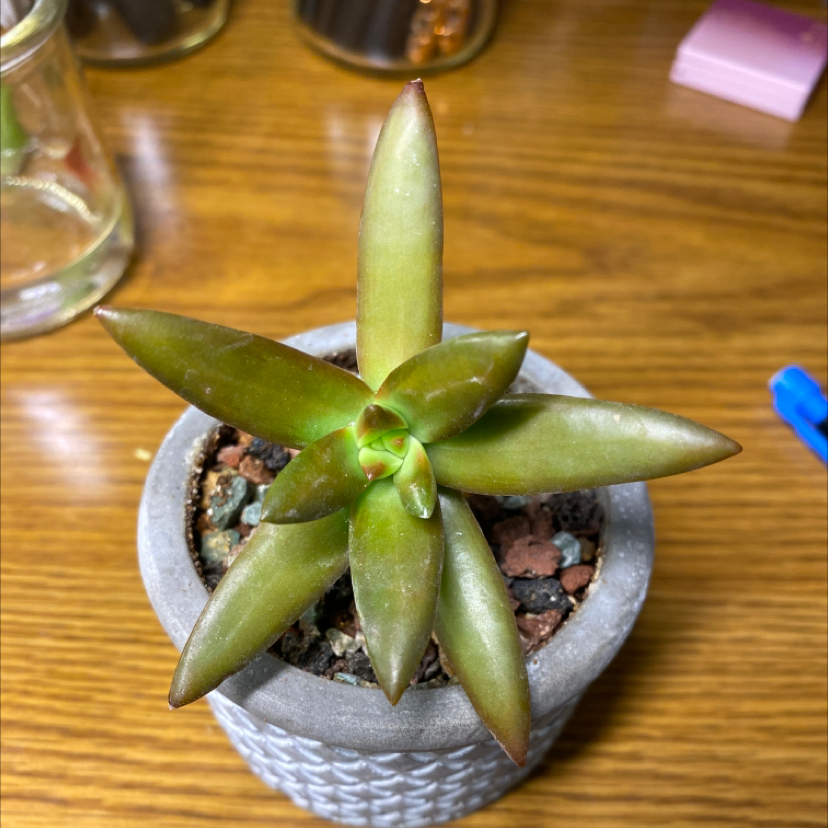 How to Get a Sedum adolphi 'Sunset' to Bloom