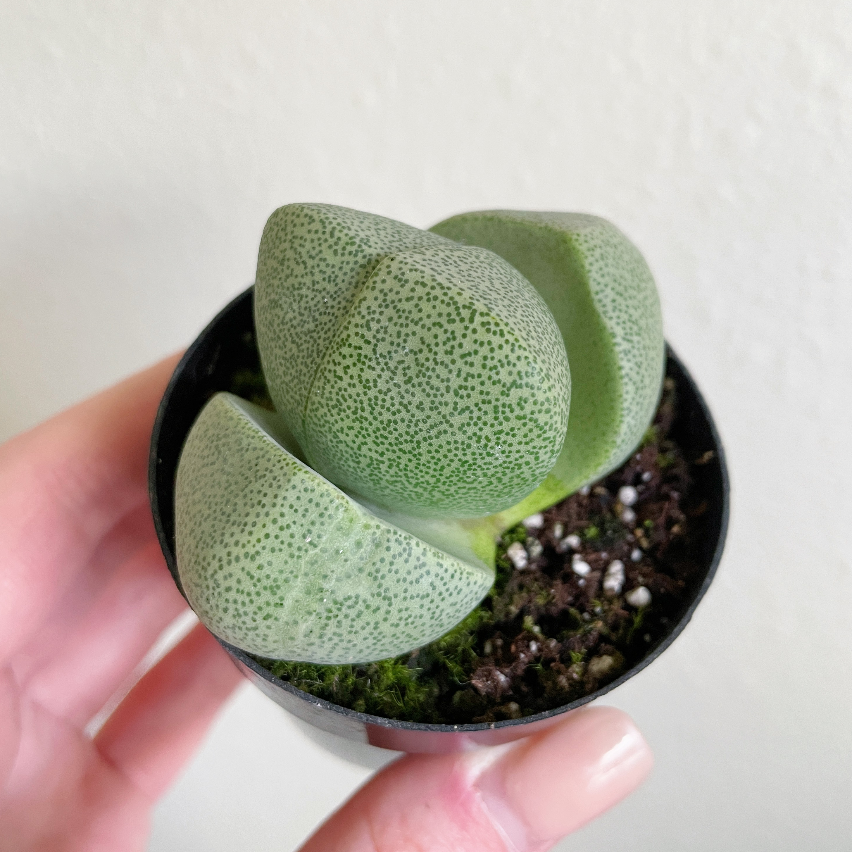 Propagating Split Rock: Step-by-Step Guide