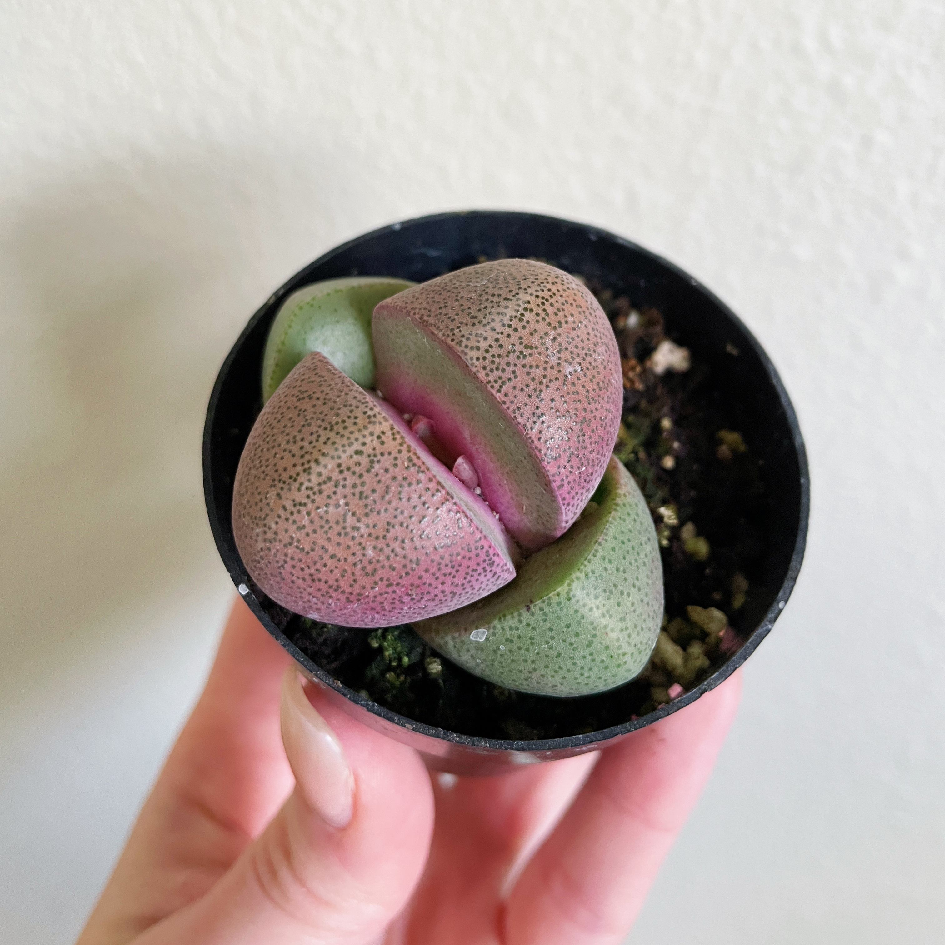 Propagating Your Royal Flush Split Rock: Step-by-Step Guide