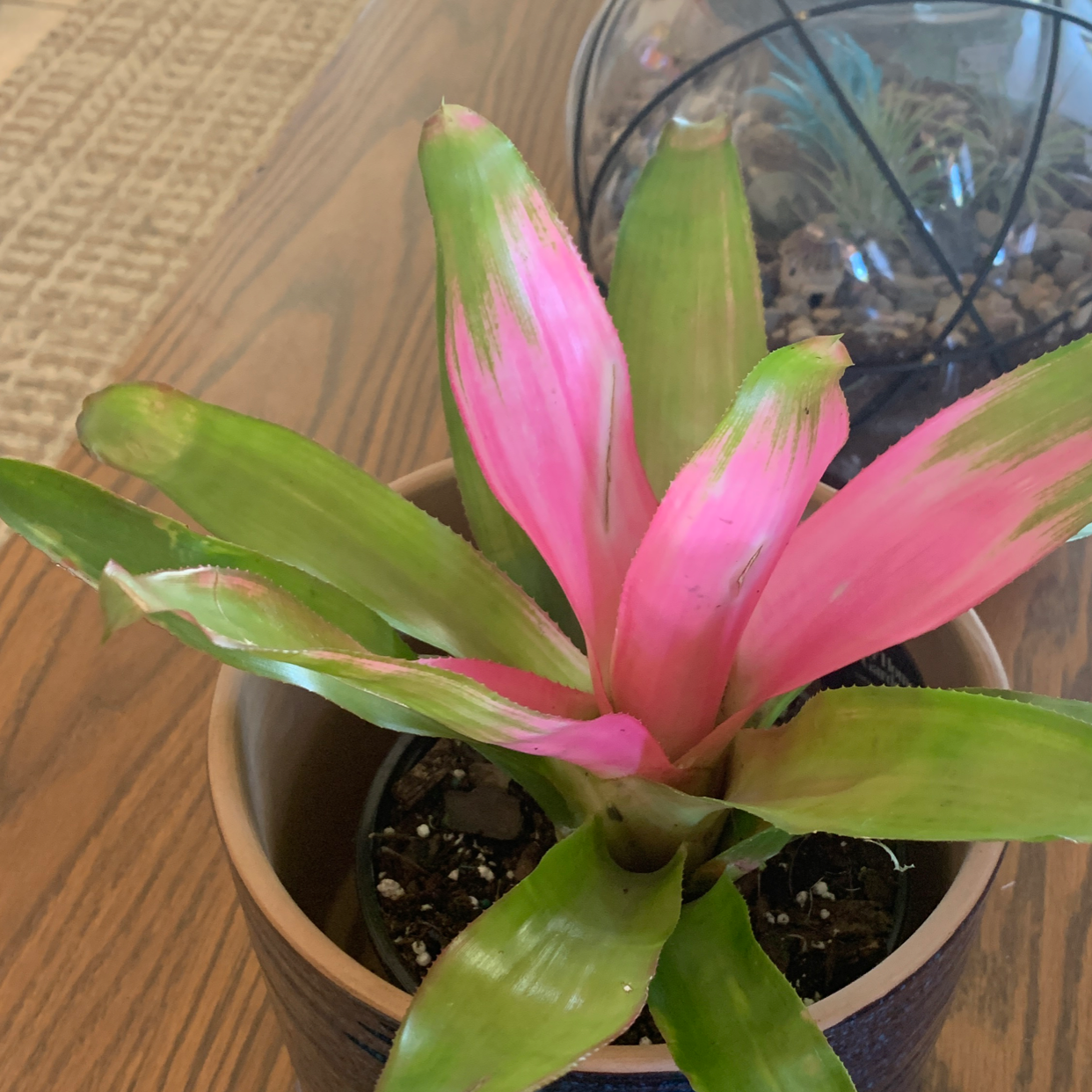 Am I Starving My Blushing Bromeliad? Fertilizing 101