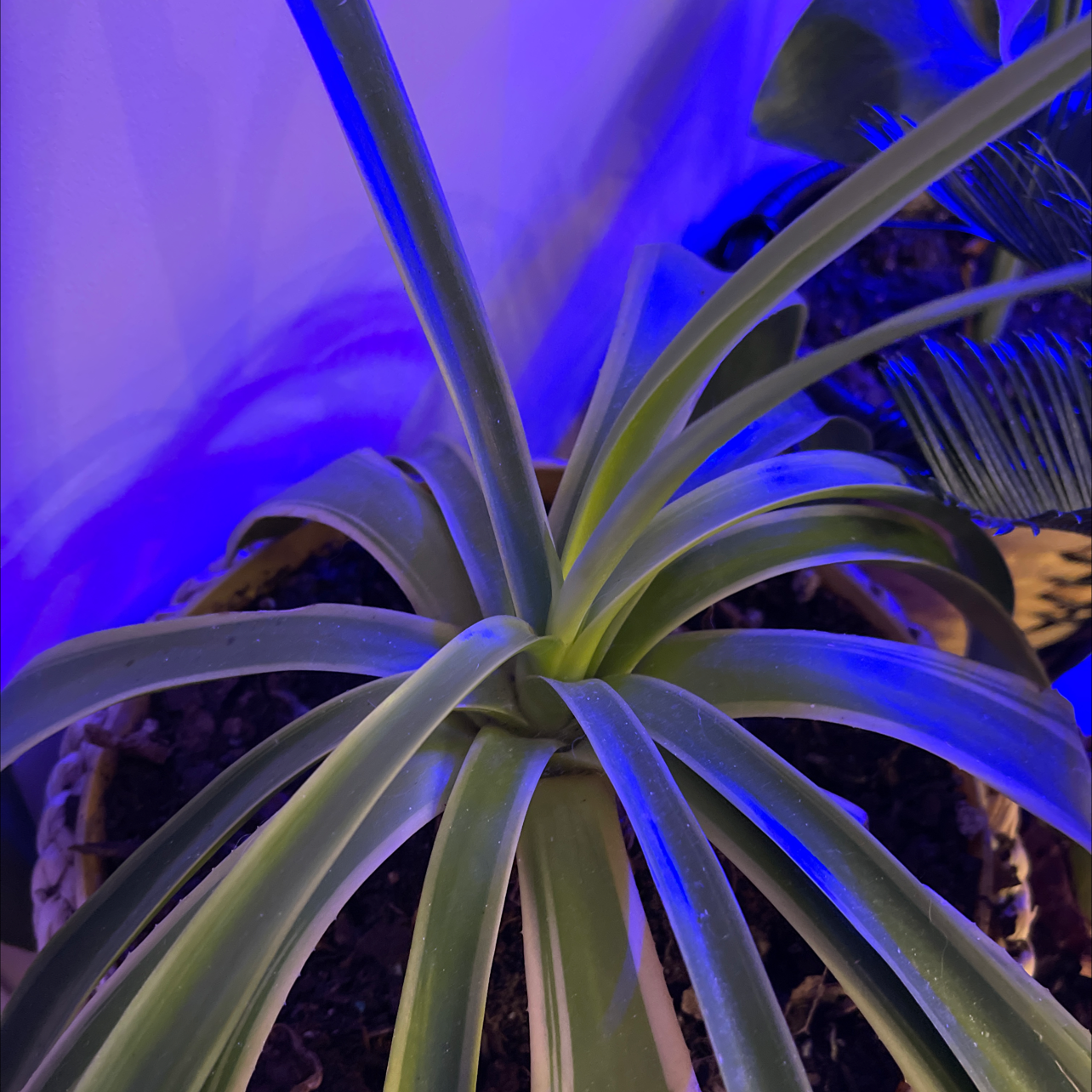 Symbolism and Benefits of the Narrow Leaf Century Plant