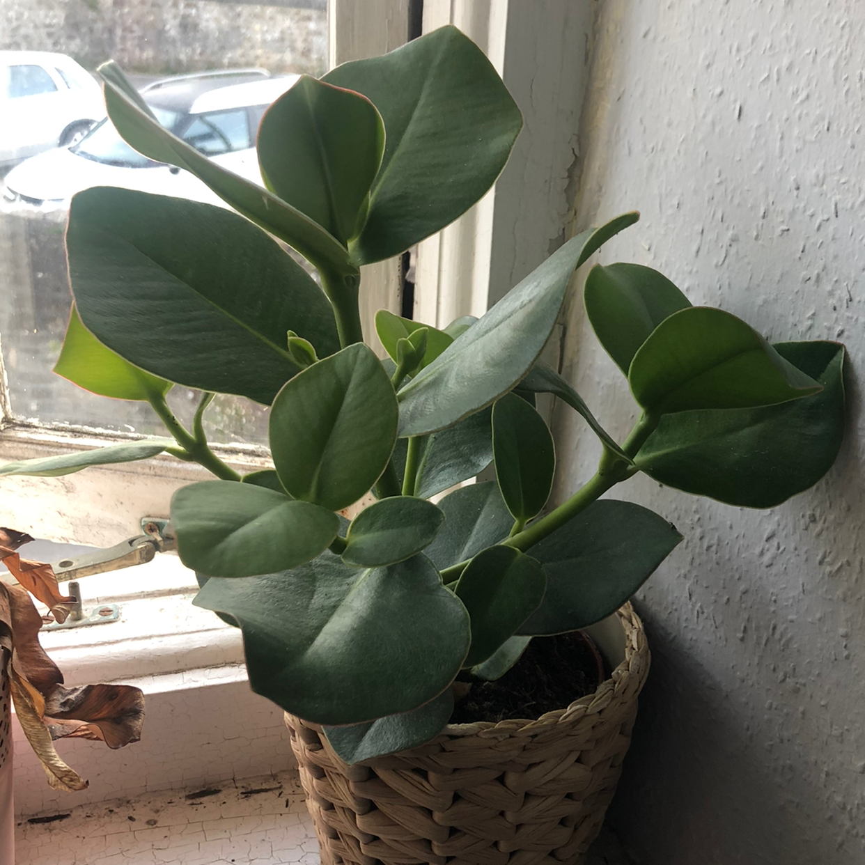 🌡 What Temperature Does My Princess Autograph Tree Need?